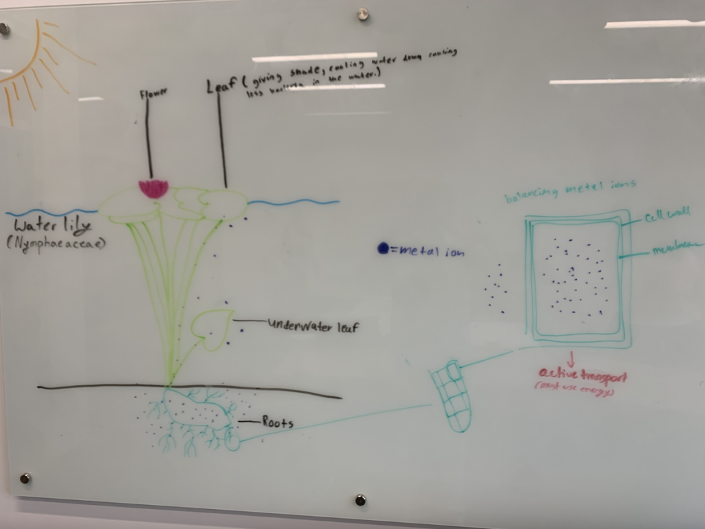 Biomimicry: Designing Nature-Inspired Solutions | Mount Vernon School